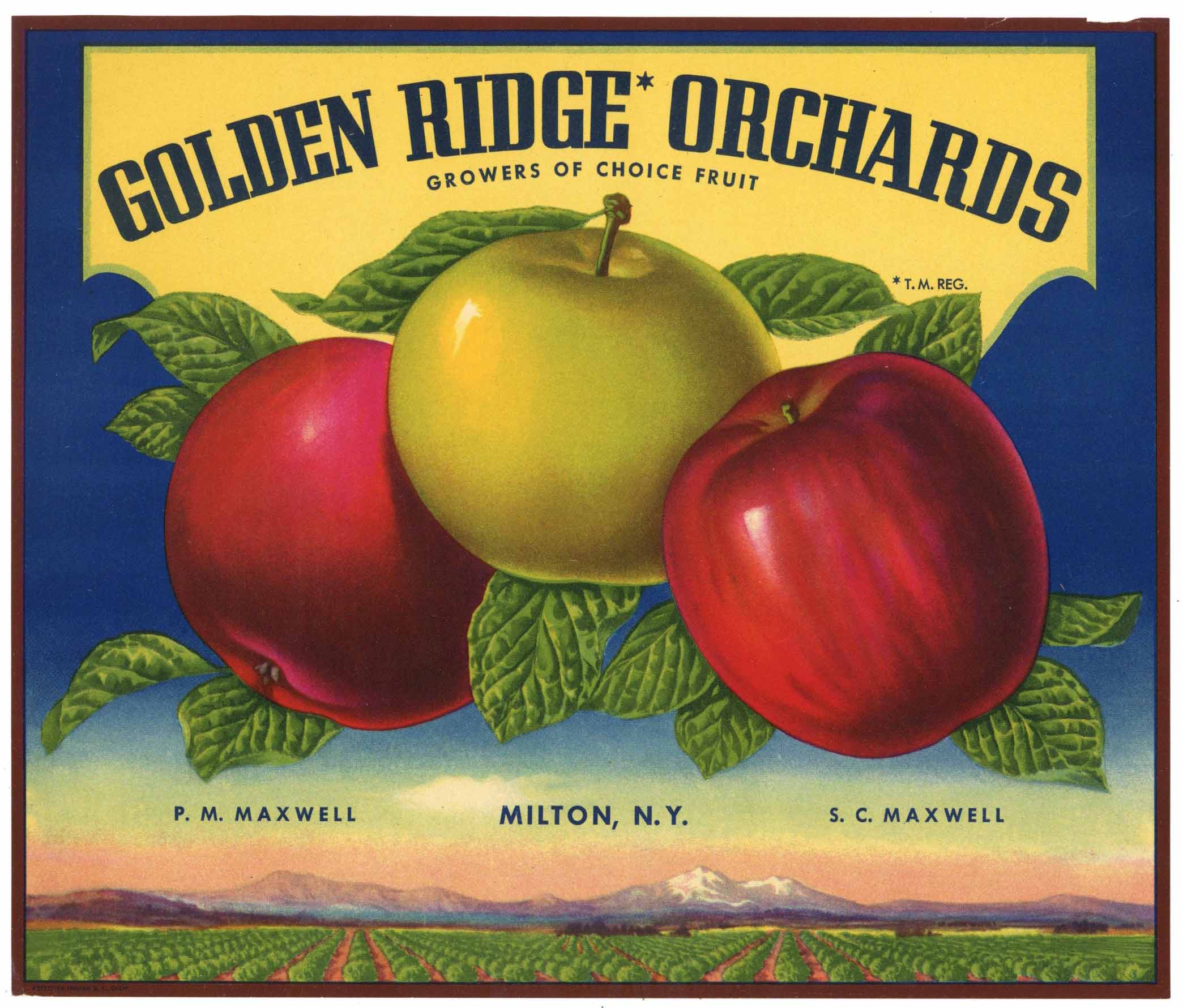 Golden Ridge Brand Vintage Milton New York Apple Crate Label – thelabelman