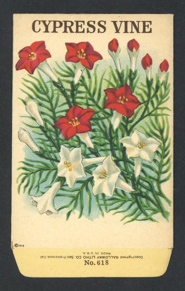 Cypress Vine Antique Stock Seed Packet – thelabelman