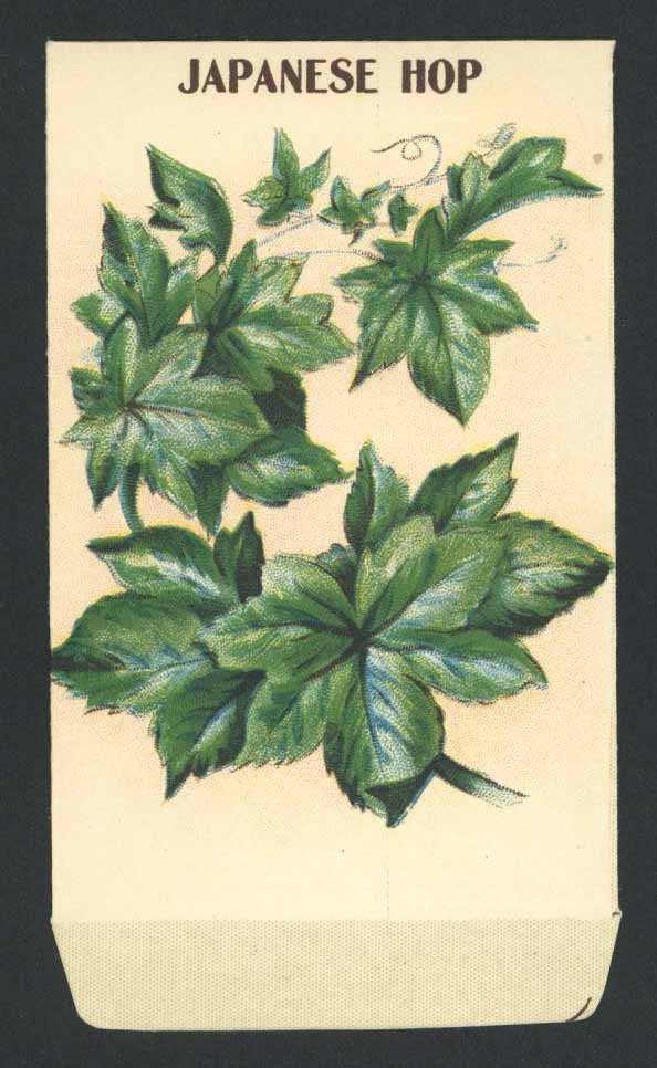 Japanese Hop Antique Stock Seed Packet – thelabelman
