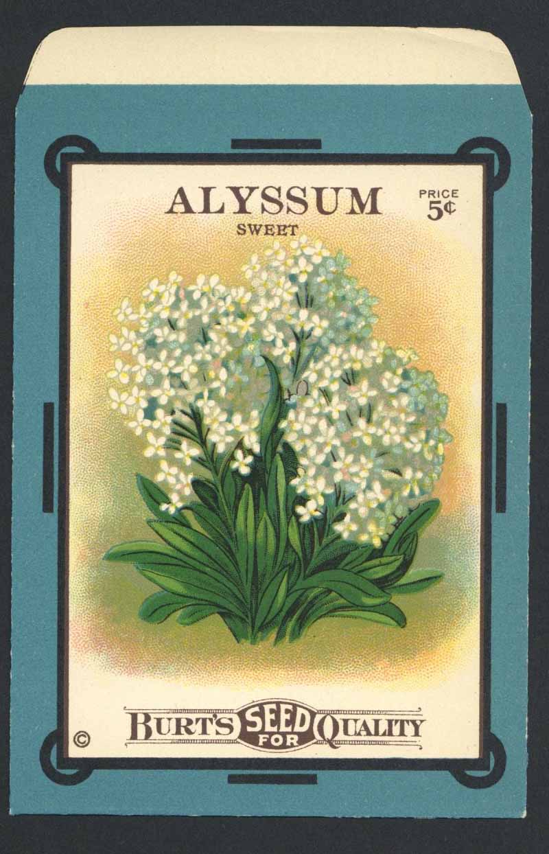 Alyssum Antique Burt's Seed Packet, L – thelabelman