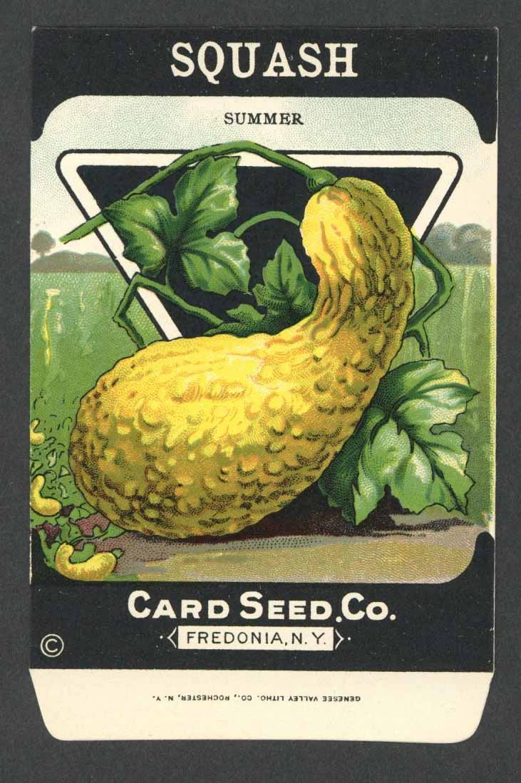Squash Antique Card Seed Co. Packet, Summer – thelabelman