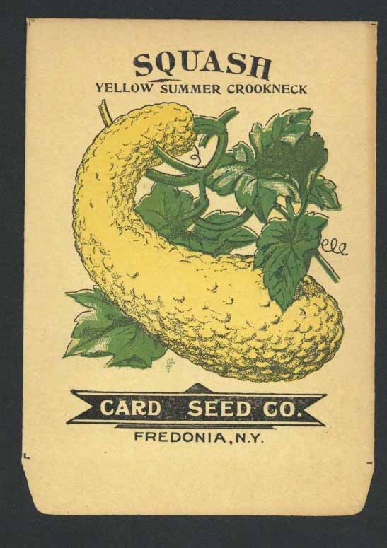 Squash Antique Card Seed Co. Packet, Crookneck – thelabelman